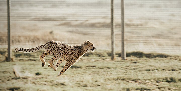 HIIT oder: Warum jeder Läufer zwischendurch auch mal sprinten sollte